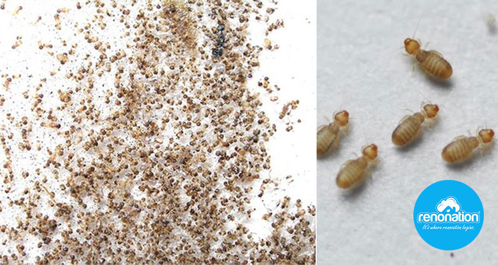 What Homeowners Need to Know to Keep Booklice Infestation at Bay